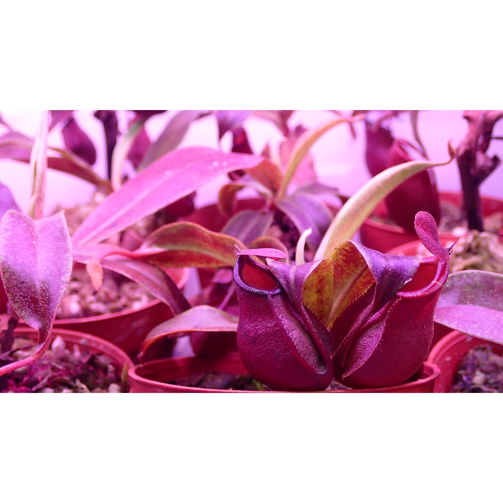 [Bunface Potato Carnivorous Plants] Nepenthes Ampullaria 'Black Miracle ...
