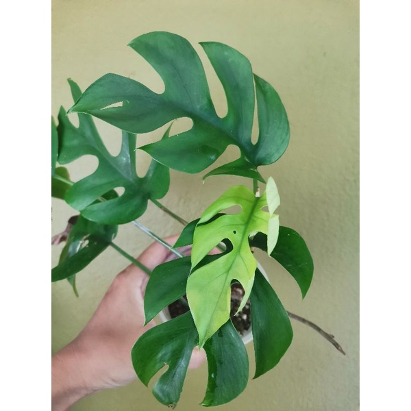 KERATAN BATANG NJOY, MARBLE QUEEN, MANJULA POTHO, MONSTERA SP LANIATA ...