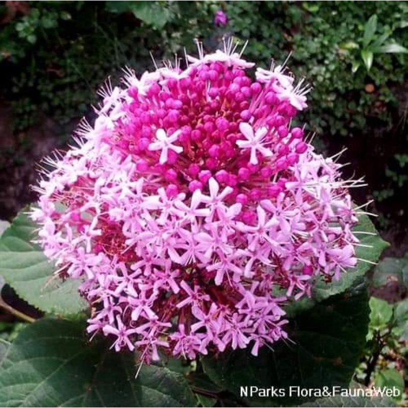 KKB Clerodendron Bungei, Mexican Hydrangea, bunga kelulut | Shopee Malaysia