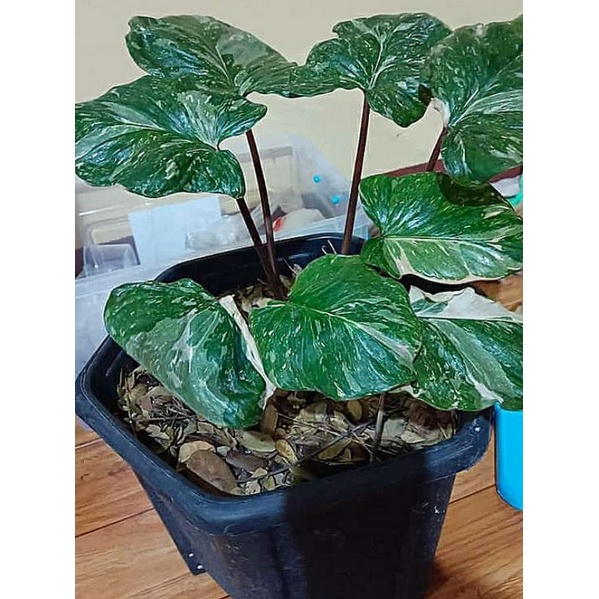 Kemoyang Keladi Homalomena rubescens Thai Sparkling Star💖千年健💖 | Shopee ...