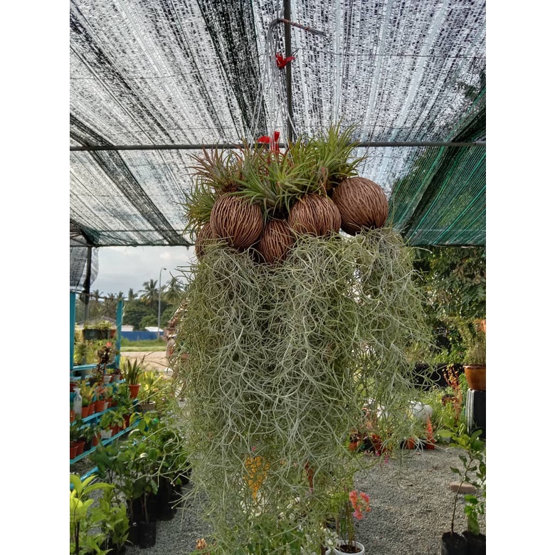 Janggut Adam. pokok janggut. hiasan gantung. READY STOCK!! | Shopee ...