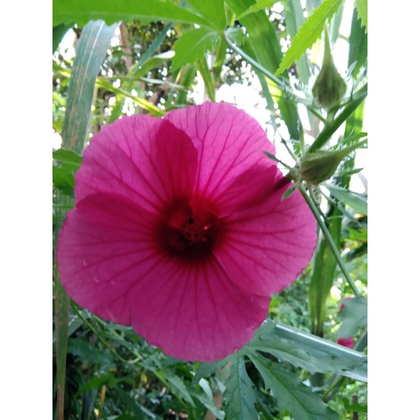 biji benih bunga raya ( rm 2 ) | Shopee Malaysia