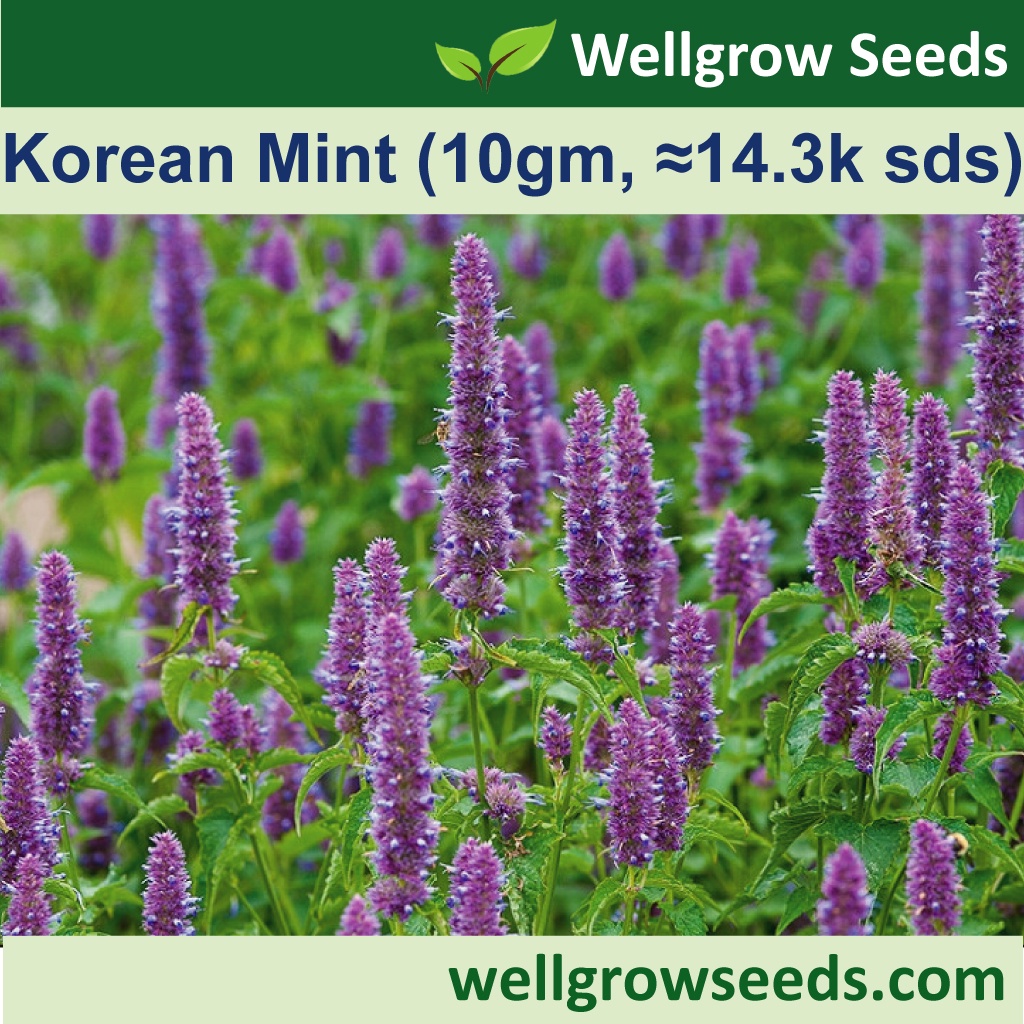 Korean Mint 10gm, ≈14.3k sds 藿香 Pudina Korea Purple Giant Hyssop Indian ...