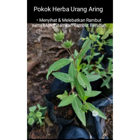 Pokok Herba Urang Aring ( Baik untuk Kesihatan Rambut) - (Polibag ...