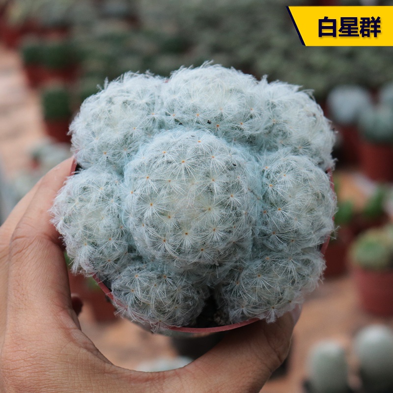 ☘️【Easy to bloom】Natural Cactus Flower Field House White Star Group ...