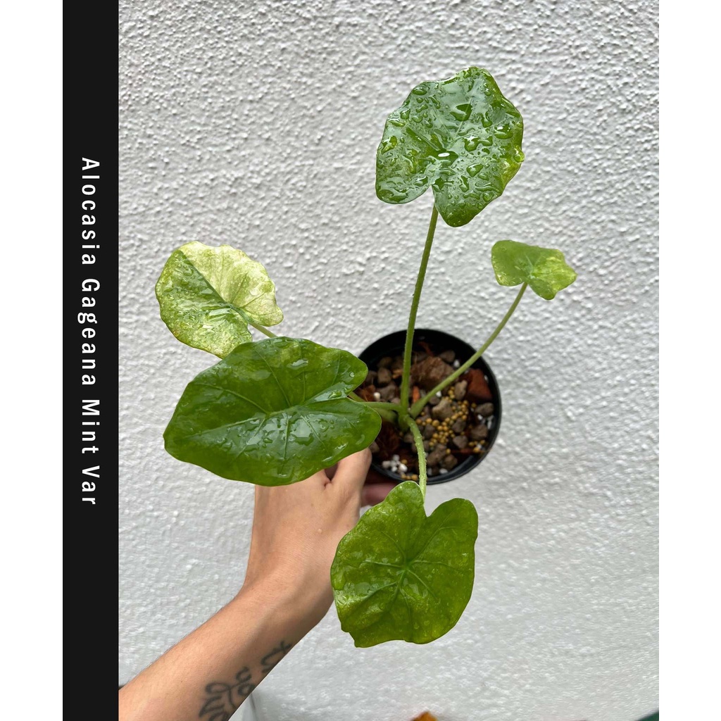Rare Alocasia Gageana Mint Var Pokok Viral Live Plants Variegated ...