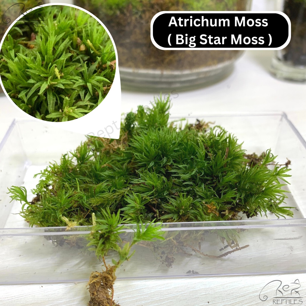 LIVE MOSS / LUMUT HIDUP / Rare Moss / Special Moss ( Terrarium / Moss ...