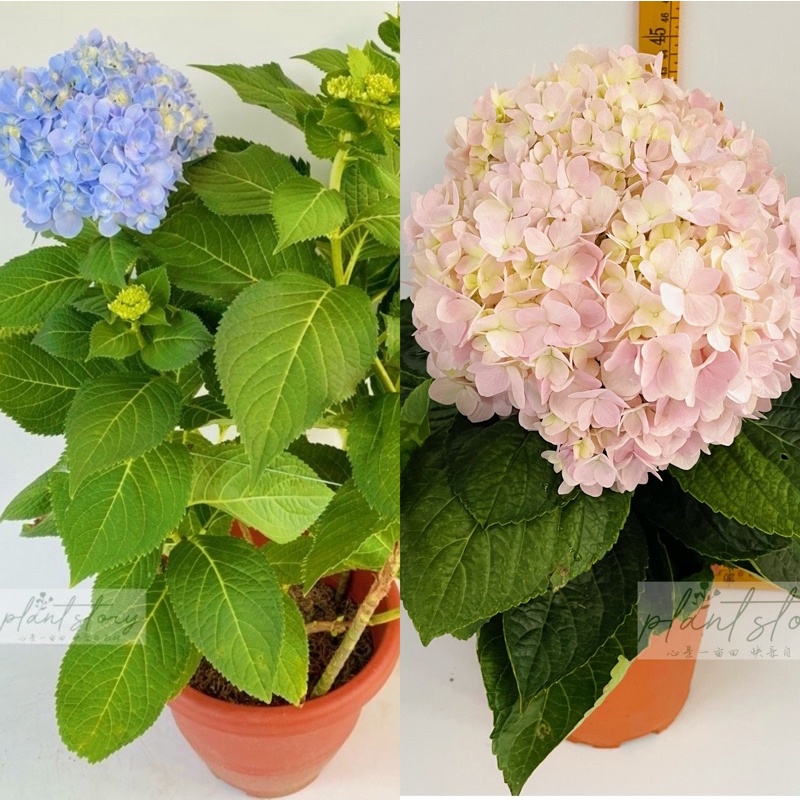 🌸Bunga Siti Zubaidah🌸 无尽夏绣球花🌸Kembang Tiga Bulan🌸 Hydrangea🌸 Ready stock ...