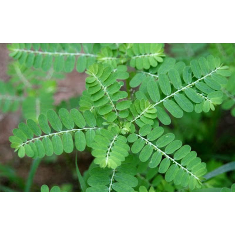 Pokok Dukung Anak /Phyllanthus Niruri anggaran 20gm | Shopee Malaysia