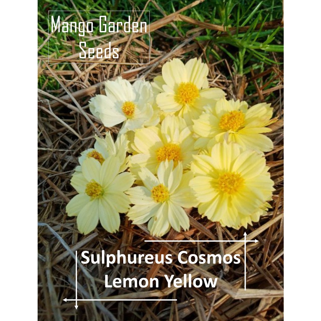 Sulphureus Lemon Yellow Dwarf Cosmos Seeds - 30 Seed *Pot Friendly ...