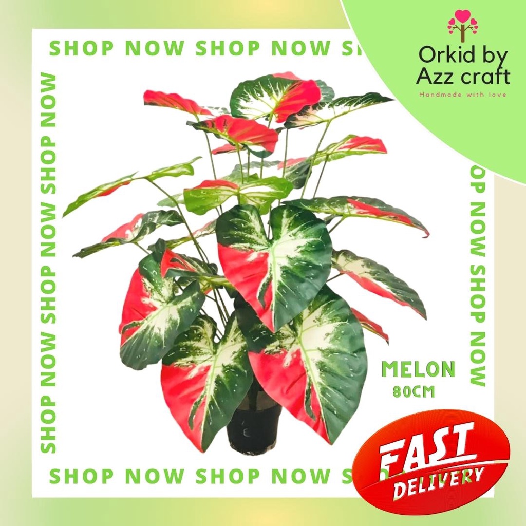 (azz craft) pokok keladi / monstera susu /monstera pink , monstera ...