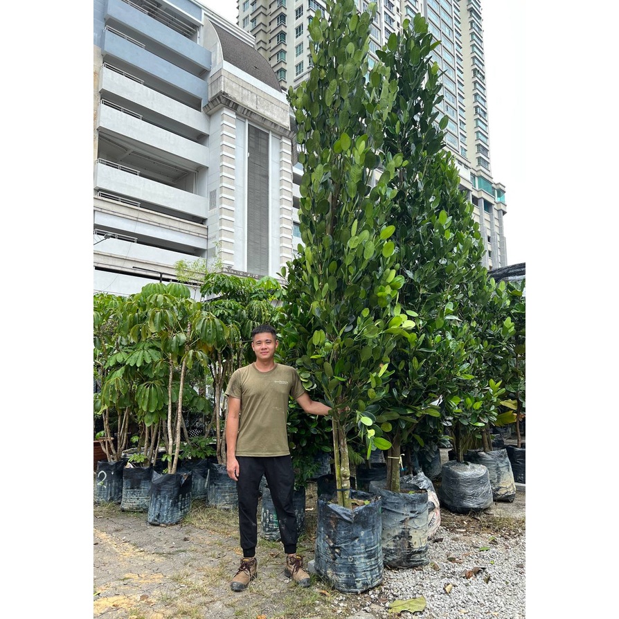 GPS Green Plant Society Live Tree Garcinia Subelliptica 12ft-15ft 福木 ...