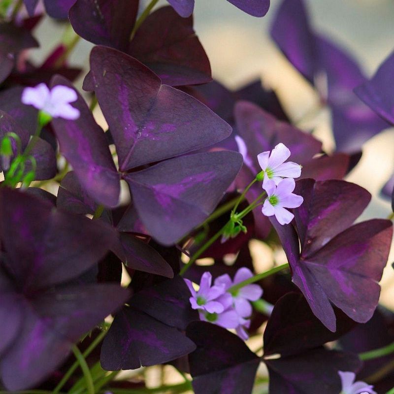 Oxalis Triangularis Live Plant/ Pokok Rama-rama 紫叶醡浆草 | Shopee Malaysia