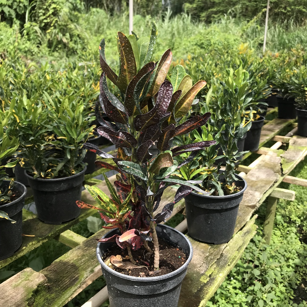 [Live Plant in Pot] Puding, Croton, Codiaeum variegatum Mammy Yellow ...