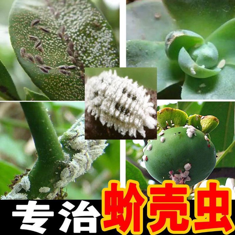 蚧壳灵 红蜘蛛 螨虫 杀虫剂 Kill Mealybugs Coccoidea Scale Insect Spider Mites 介壳虫 ...