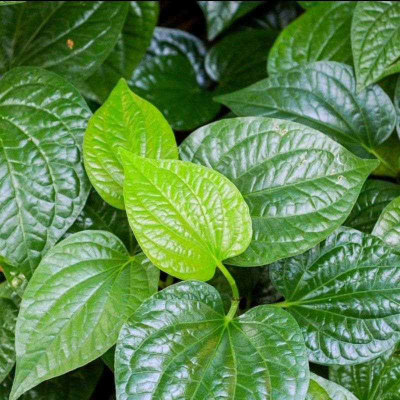Daun Kaduk Segar (20Helai) Petik dulu baru Pos kan(Sesuai untuk ulam ...