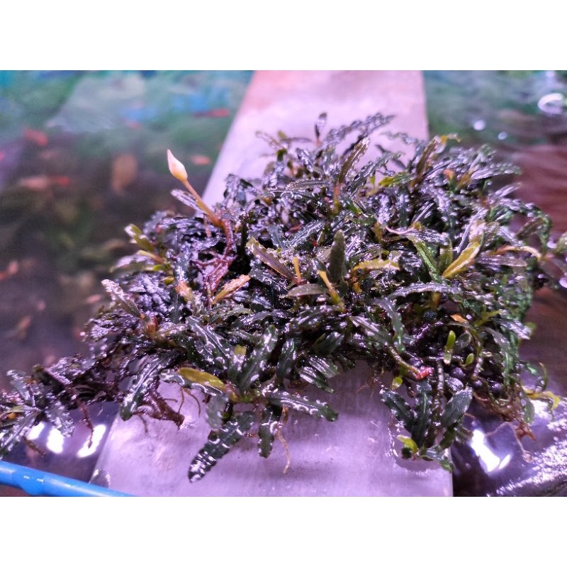 bucephalandra mini Catherine submerged form | Shopee Malaysia