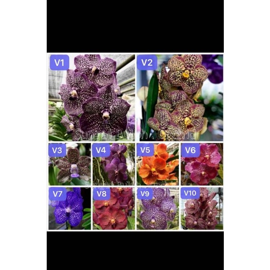 Orkid vanda //vanda baby plant | Shopee Malaysia