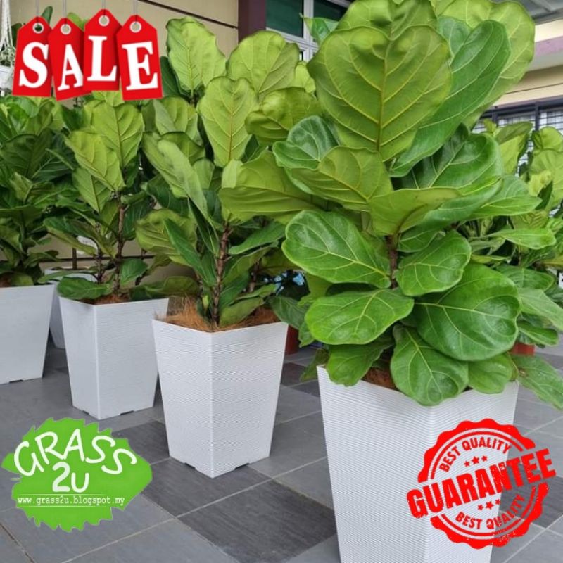 Pasu putih viral, vage dan pots garden indoor plant. | Shopee Malaysia