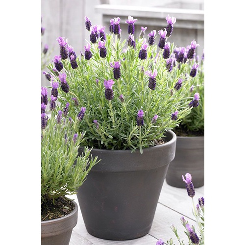 Spanish Lavender Butterfly Lavender real live fragrance outdoor plant ...