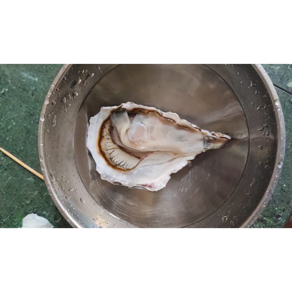 JAPAN PREMIUN OYSTER (SASHIMI) (6PCS/PKT) | Shopee Malaysia