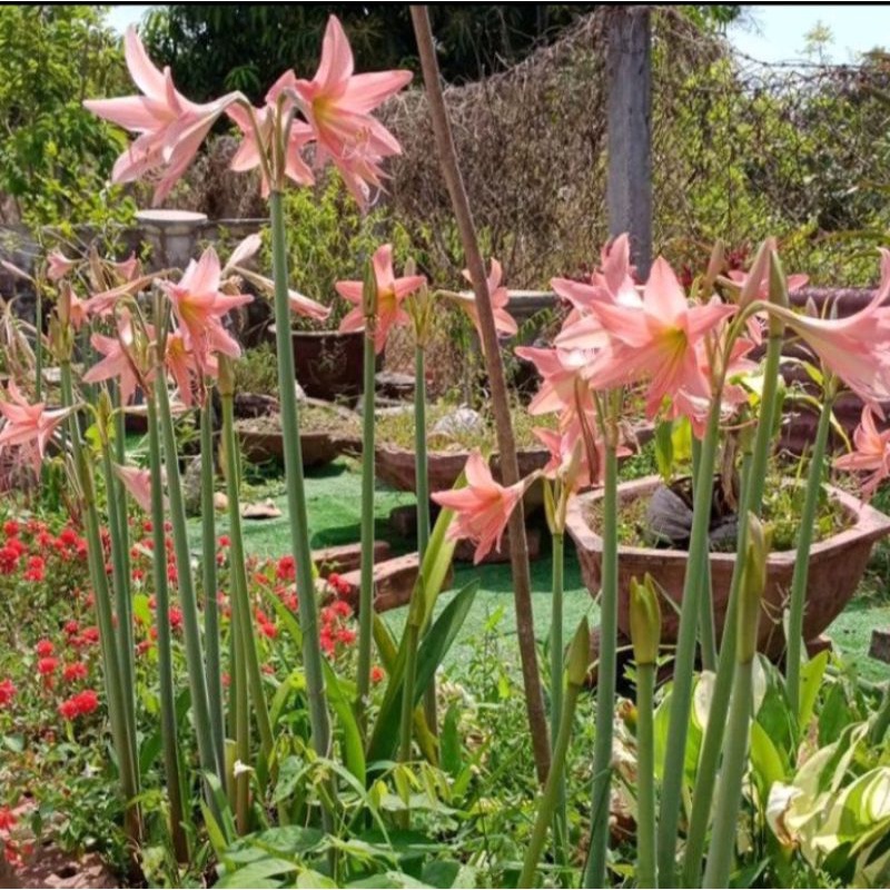 Home Plant Amaryllis Lily Orange ,Pokok Lily Orange 30cm(5bulbs*Rm12 ...