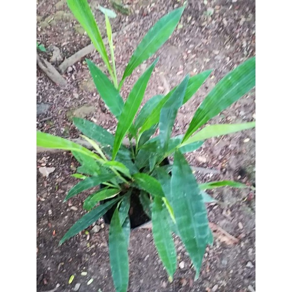 Pokok Rencam Buluh / Repair Grass | Shopee Malaysia
