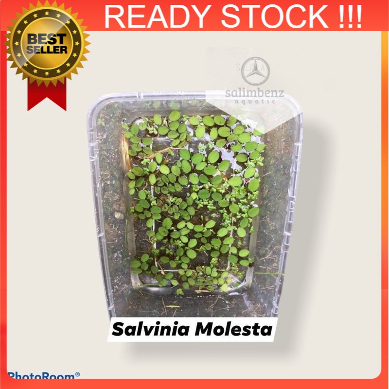 🔥READY STOCK🔥 1pcs ikan betta guppy suka Pokok air Salvinia Molesta ...
