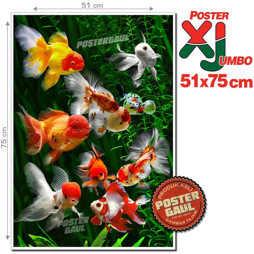 Poster XJumbo PHOTOGRAPHY SATWA: KOKI Goldfish XJFJP026 - Poster Size ...