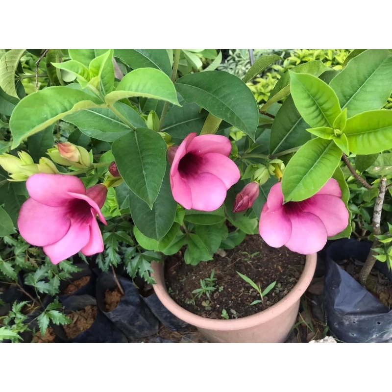Anak pokok bunga allamanda pink, cream selapis dan double stencil ...