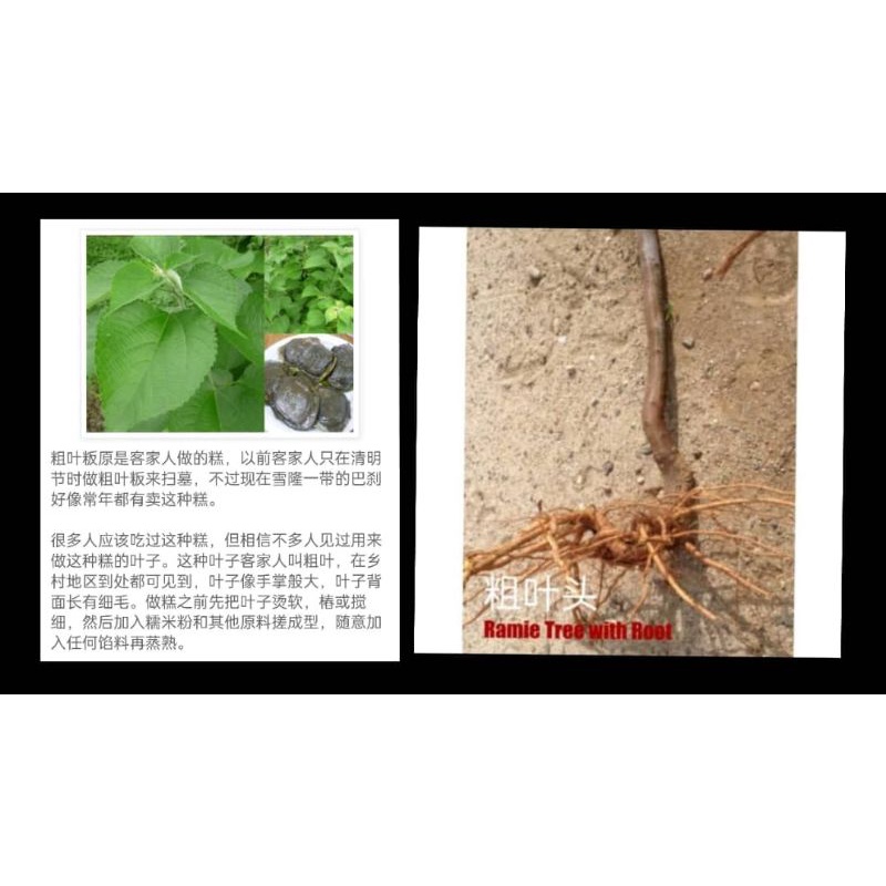 Ramie Leaf Tree with Root /粗叶头帶根 | Shopee Malaysia
