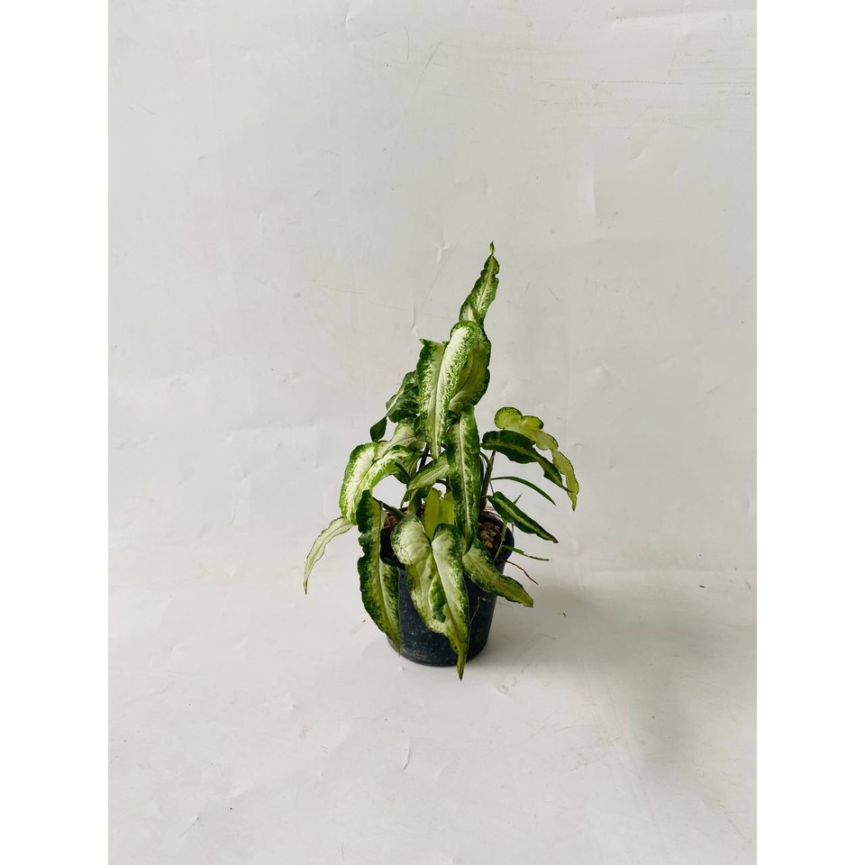 TA Syngonium Ngern Lai Ma Indoor Plant (S) | Shopee Malaysia