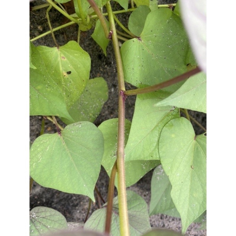 25 Keratan Batang Ubi Keledek Oren Jepun / Sweet Pottato Japan ...