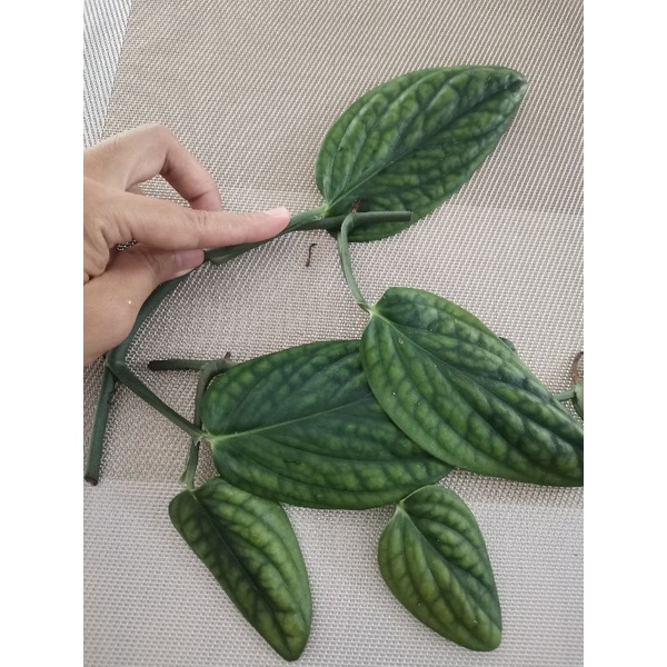 KERATAN BATANG NJOY, MARBLE QUEEN, MANJULA POTHO, MONSTERA SP LANIATA ...