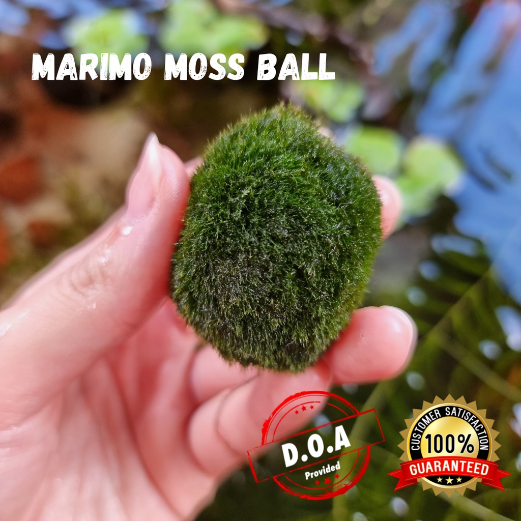[LOCAL SELLER] Marimo Moss Ball - Aquatic Plant (Aquascape/Aquarium ...