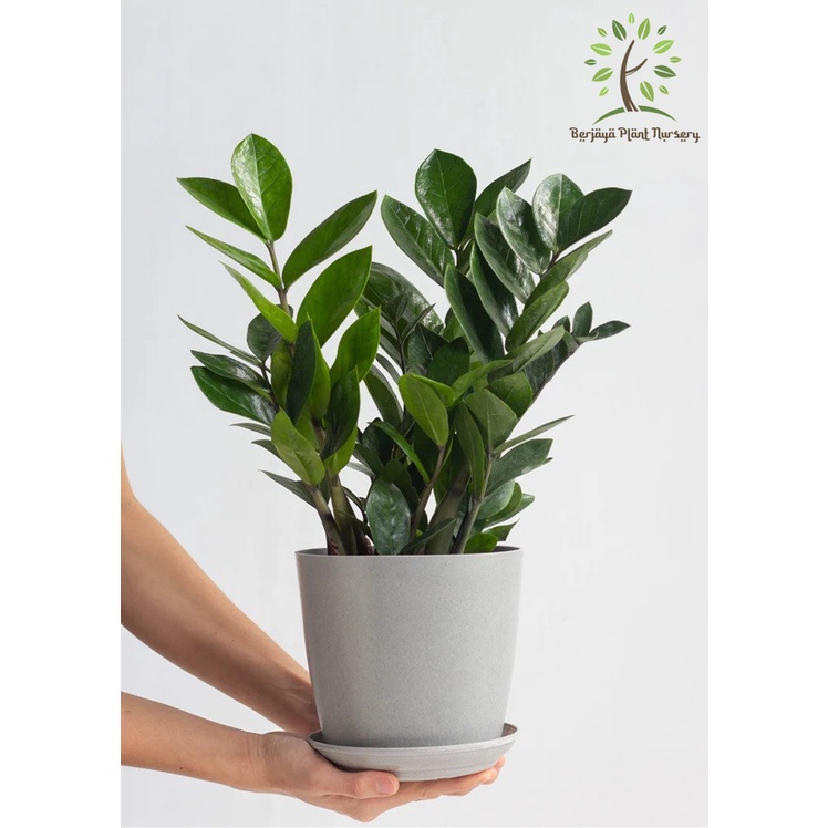 Berjaya Plant Nursery - Money Tree/Zamioculcas Zamiifolia(Pokok Bunga ...