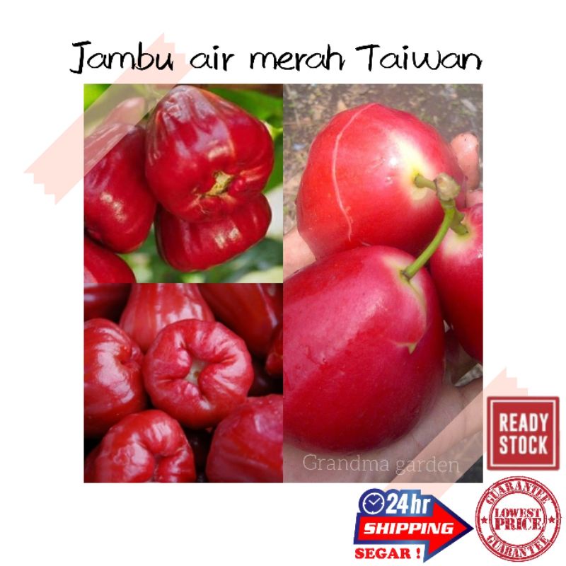 (GG real plant) anak Pokok jambu air merah Taiwan ^ cpt berbuah hybrid ...