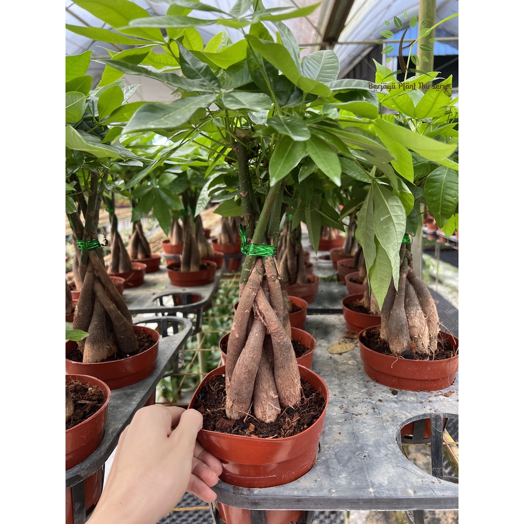Berjaya Plant Nursery - Money Tree/Pachira Aquatica(Pokok Bunga Hidup ...