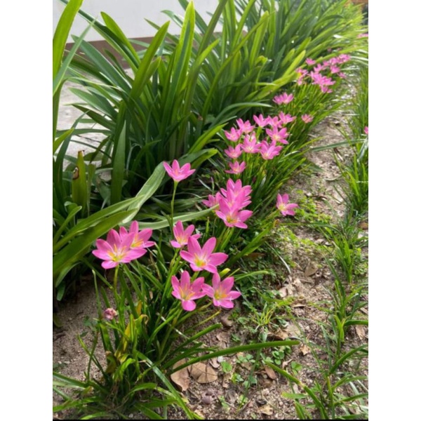 Rain lily kampung dan hybrid Thailand ( tahan panas)direct matahari | Shopee Malaysia