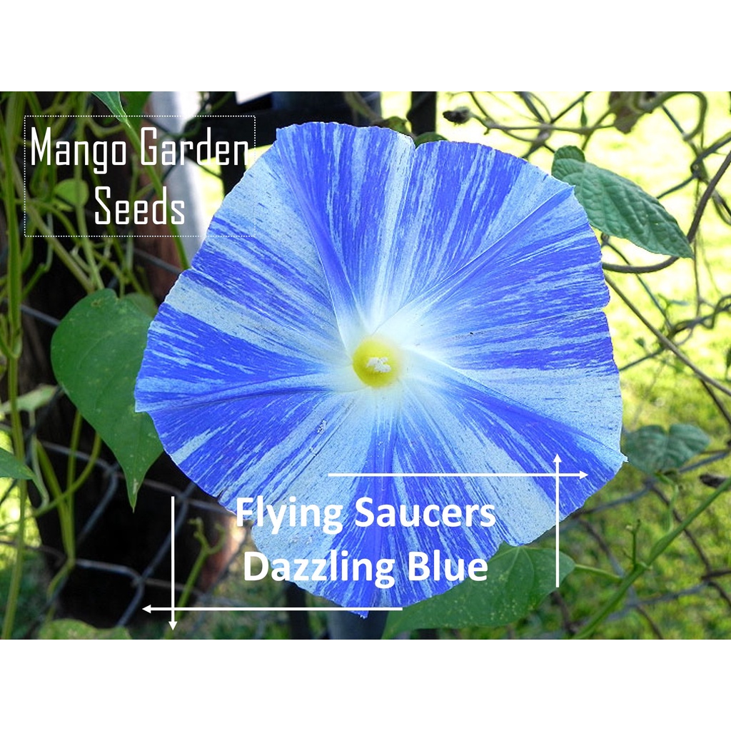 Dazzling Blue Flying Saucers Morning Glory Seeds - 3 Seed *Pot Friendly ...