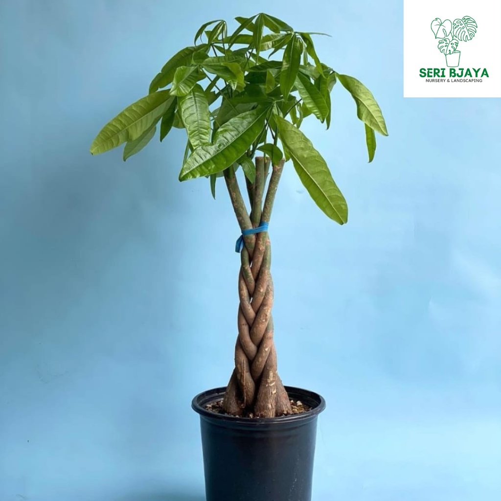 CNY Pachira Aquatica / Pachira 3 Stems/Pachira Tree Head/QQ/Odd Head ...
