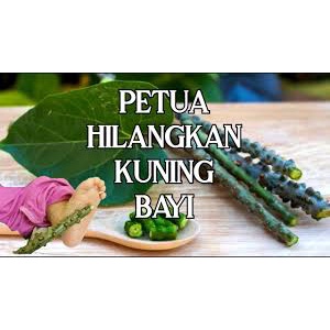 Akar Seruntun/Akar Batang wali/6inci satu keratan/putus susu/baby ...