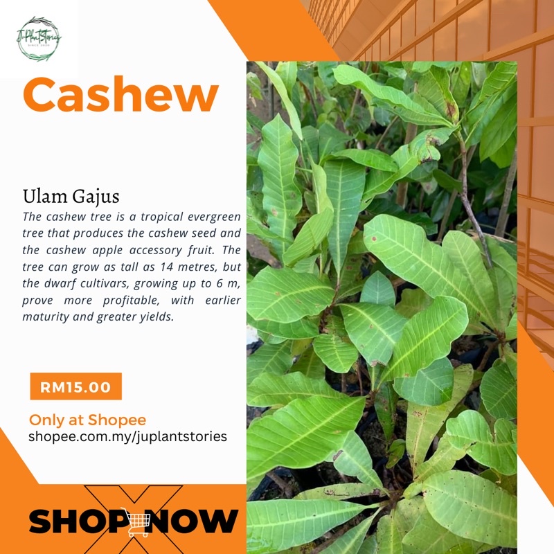 Pokok ulam gajus / jambu monyet / pokok ketereh | Shopee Malaysia
