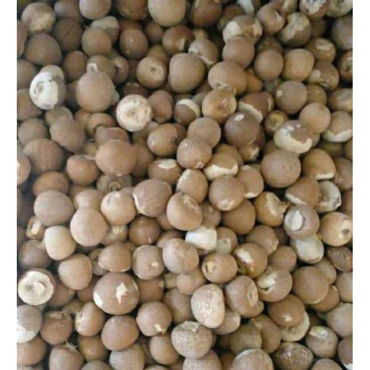 Buah Pinang Kering Bulat tanpa kulit 1kg | Shopee Malaysia