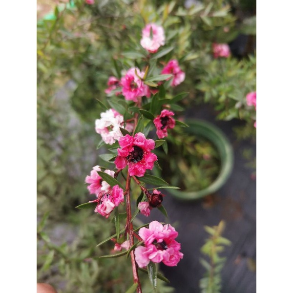 🤪CRAZY SALES 🤪👉 Manuka Plants / Pokok Manuka / Pokok Kelulut | Shopee ...