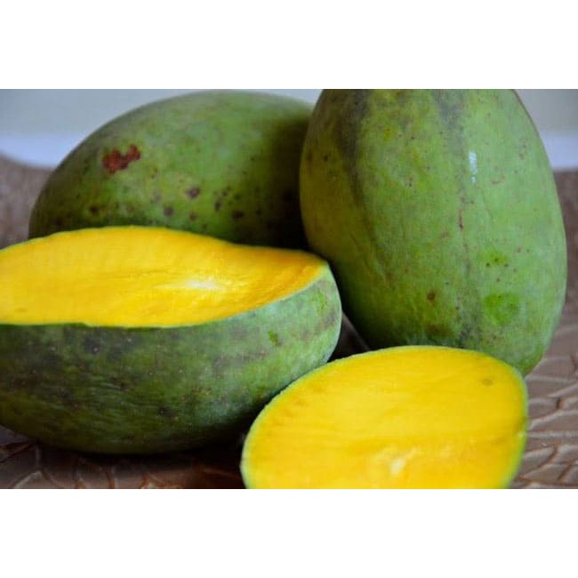 ANAK POKOK KUINI. BUAH KHINI/KUWINI. READY STOCK!! | Shopee Malaysia