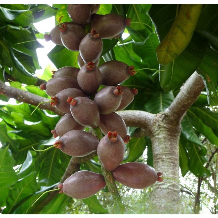 Anak Pokok Cut Nut aka Box-Fruit Tree aka Yum Yum Tree (Barringtonia ...