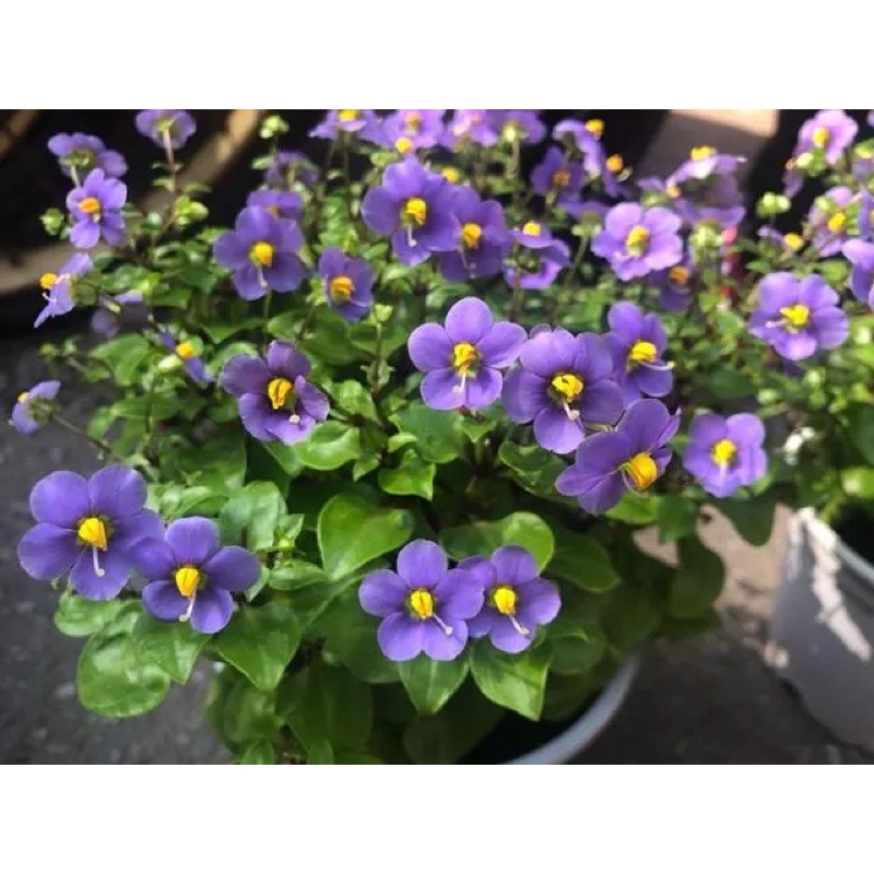 🌱紫芳草🌱Exacum affine🌱 Mexican violet🌱summer plant🌱outdoor plant🌱Ready ...