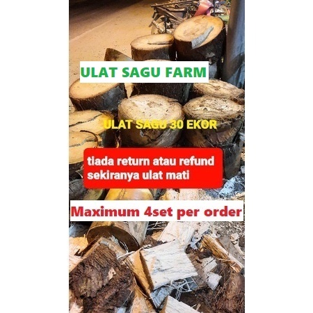 SILA BACA SEBELUM BELI 30PLUS UMPAN ULAT SAGU | Shopee Malaysia