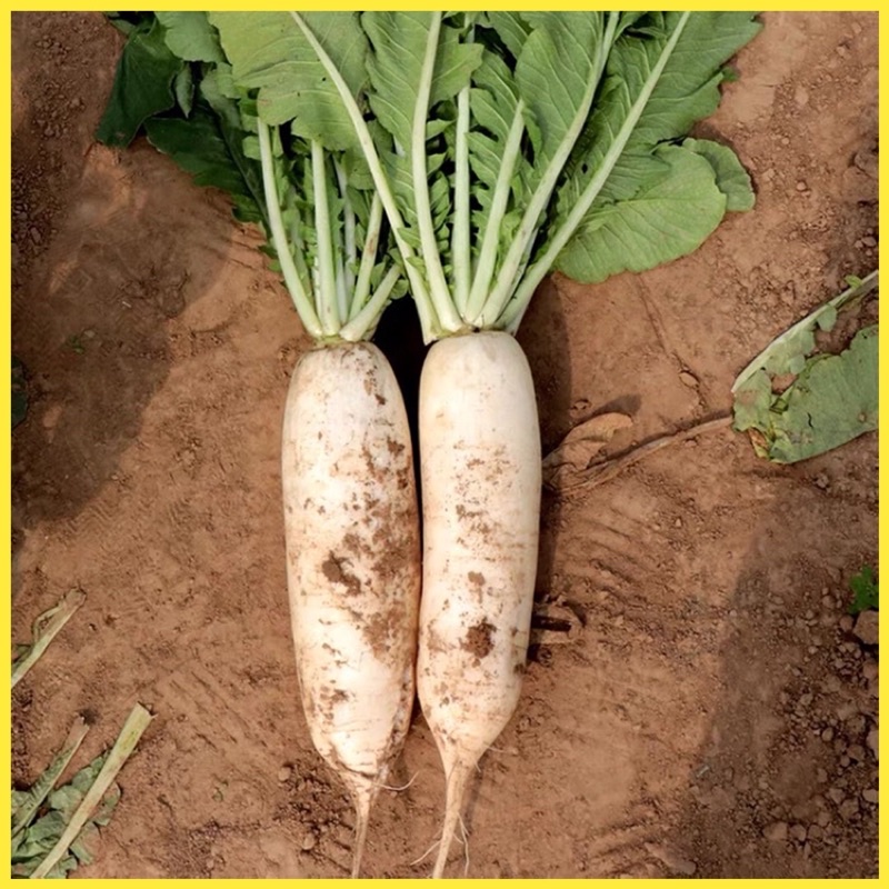 Biji Benih Lobak Putih (150pcs+/-) ｜ White Radish Seeds ｜ vegetable ...